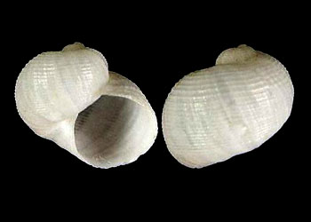 马掌螺总科 Hipponicacea 蓝色动物学（中国动物学科普）